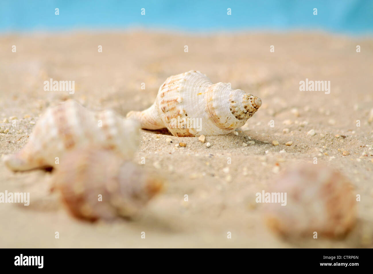 Marine snails hi-res stock photography and images - Alamy