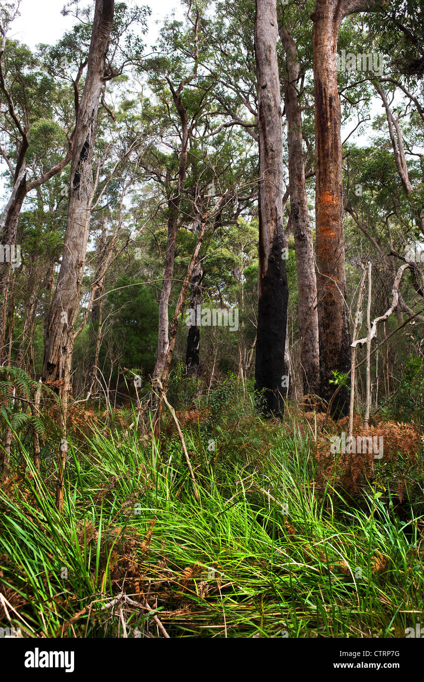 West Australia bush Stock Photo - Alamy