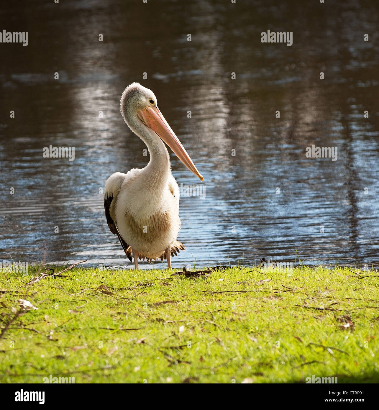 Pelican bird avian bill feathers plumage elegant wild hi-res stock ...