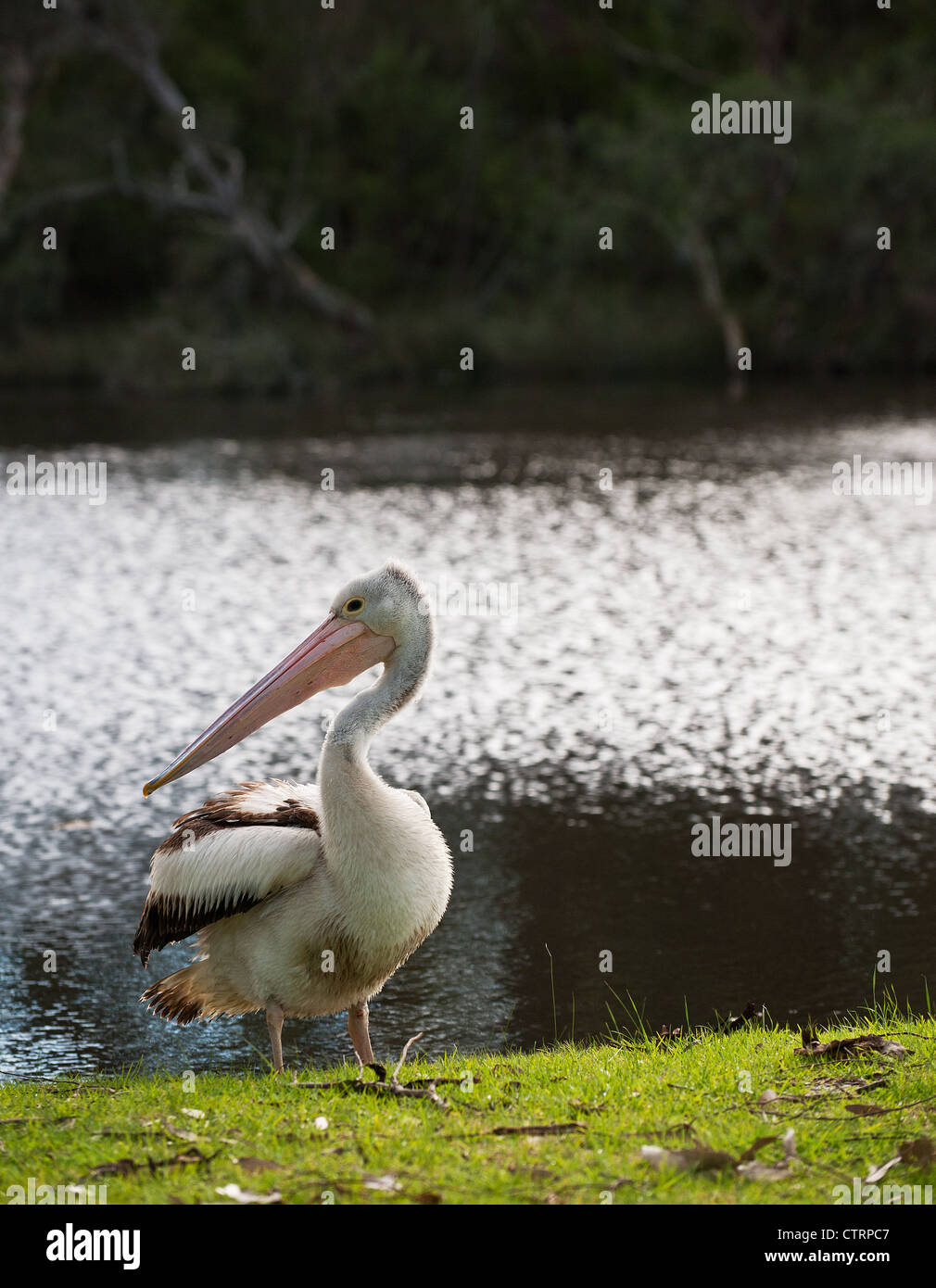 Pelican bird avian bill feathers plumage elegant wild hi-res stock ...