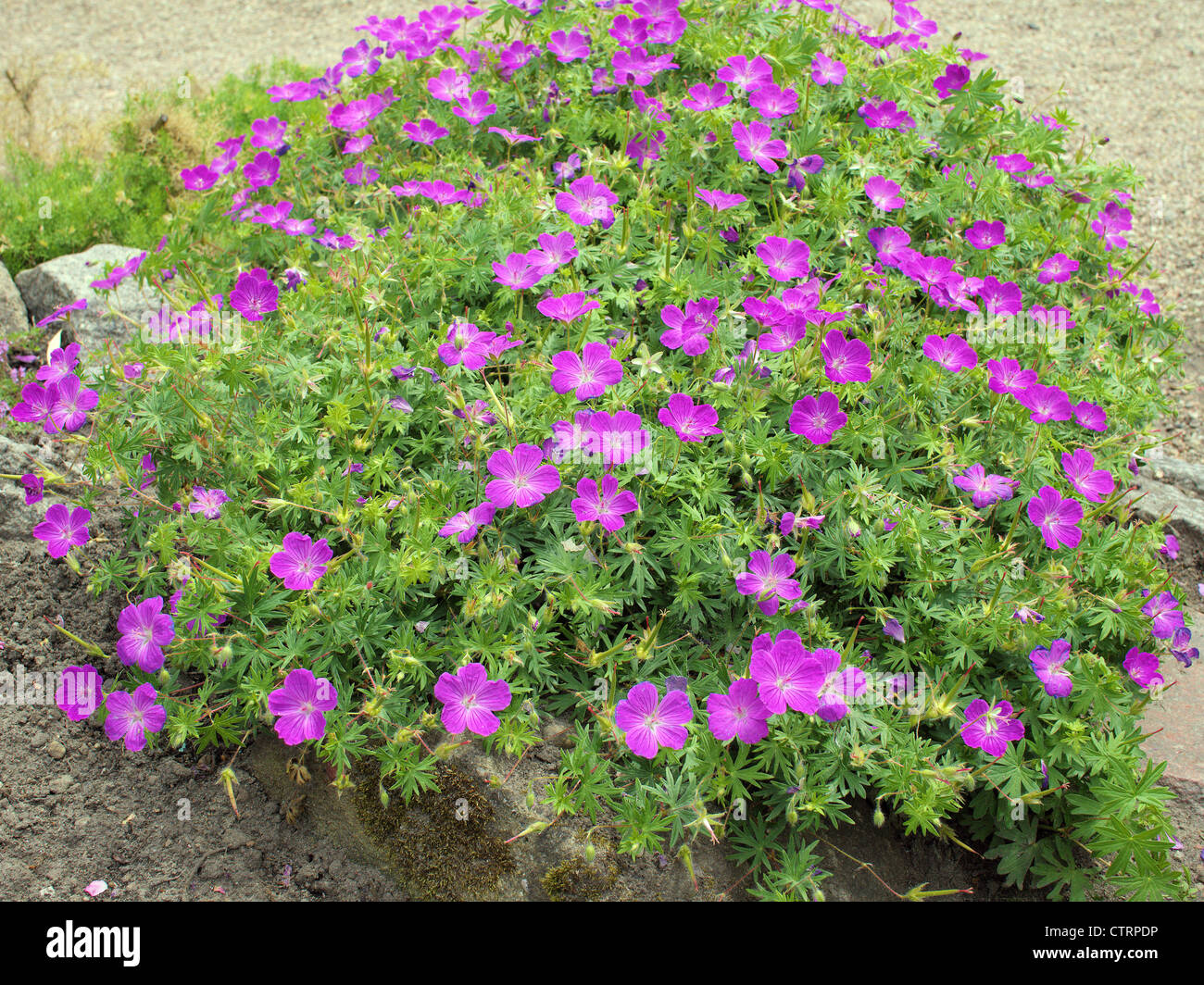 Geranium sanguineum hi-res stock photography and images - Alamy