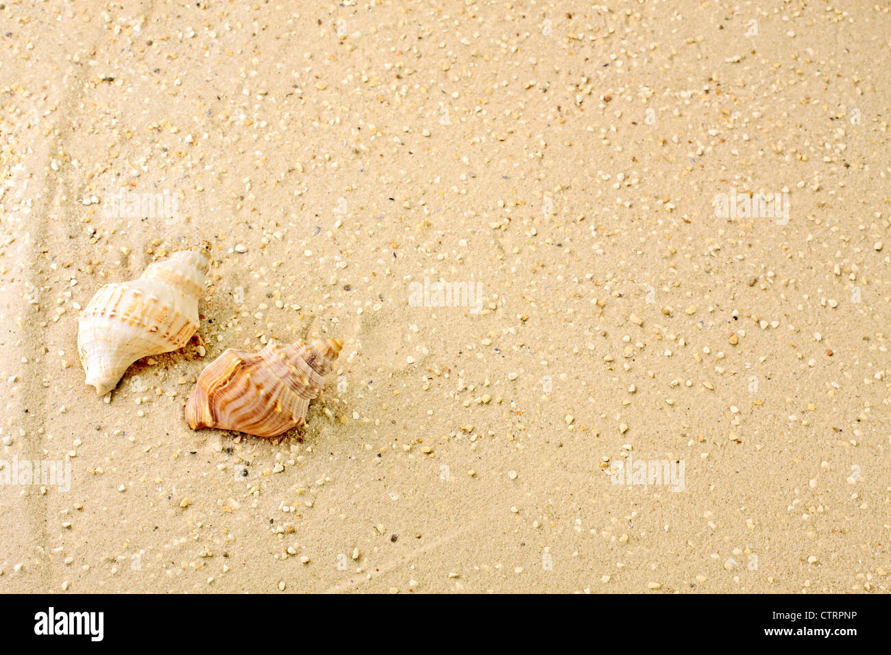 Marine snails hi-res stock photography and images - Alamy