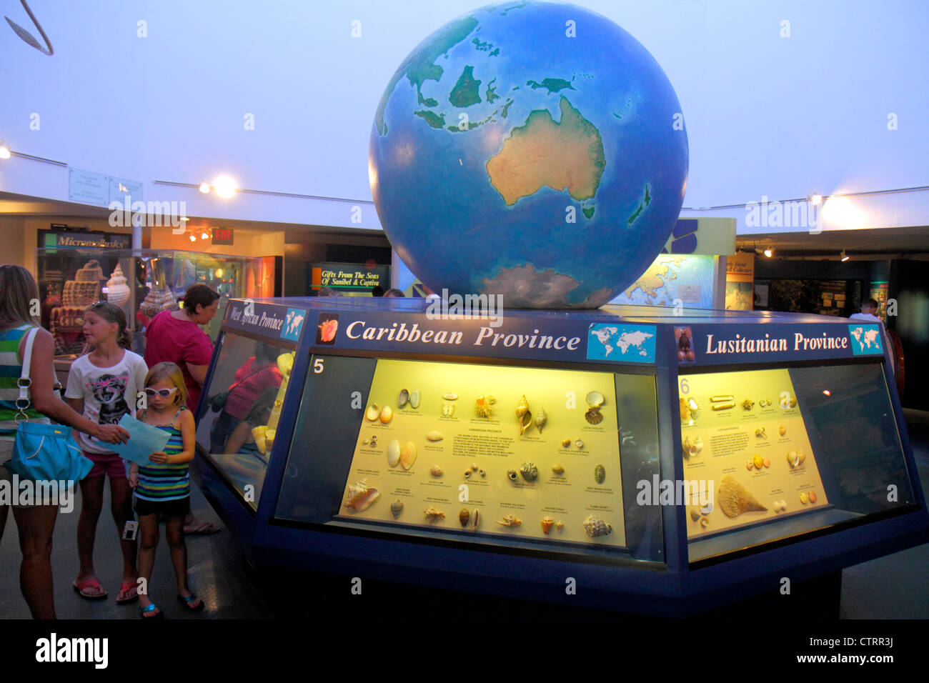 Shell collection display hi-res stock photography and images - Alamy