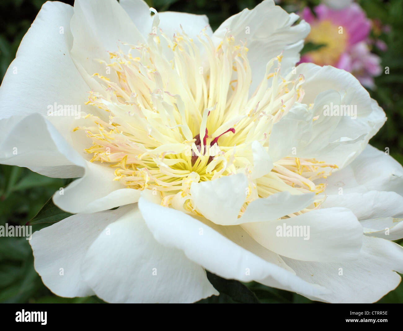 White peony flower close up Peonia Stock Photo - Alamy
