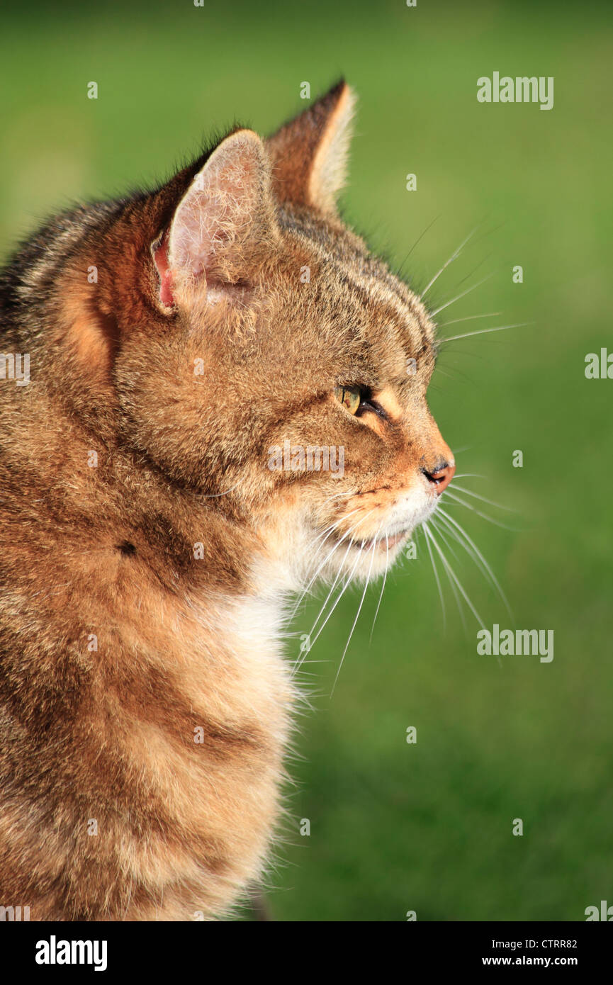 Domestic Shorthaired Male Cat, Worcestershire, England, Europe Stock ...