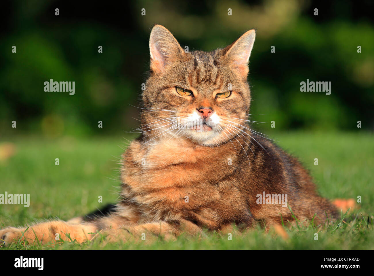 Elderly Male Domestic Shorthaired Cat, Worcestershire, England, Europe ...