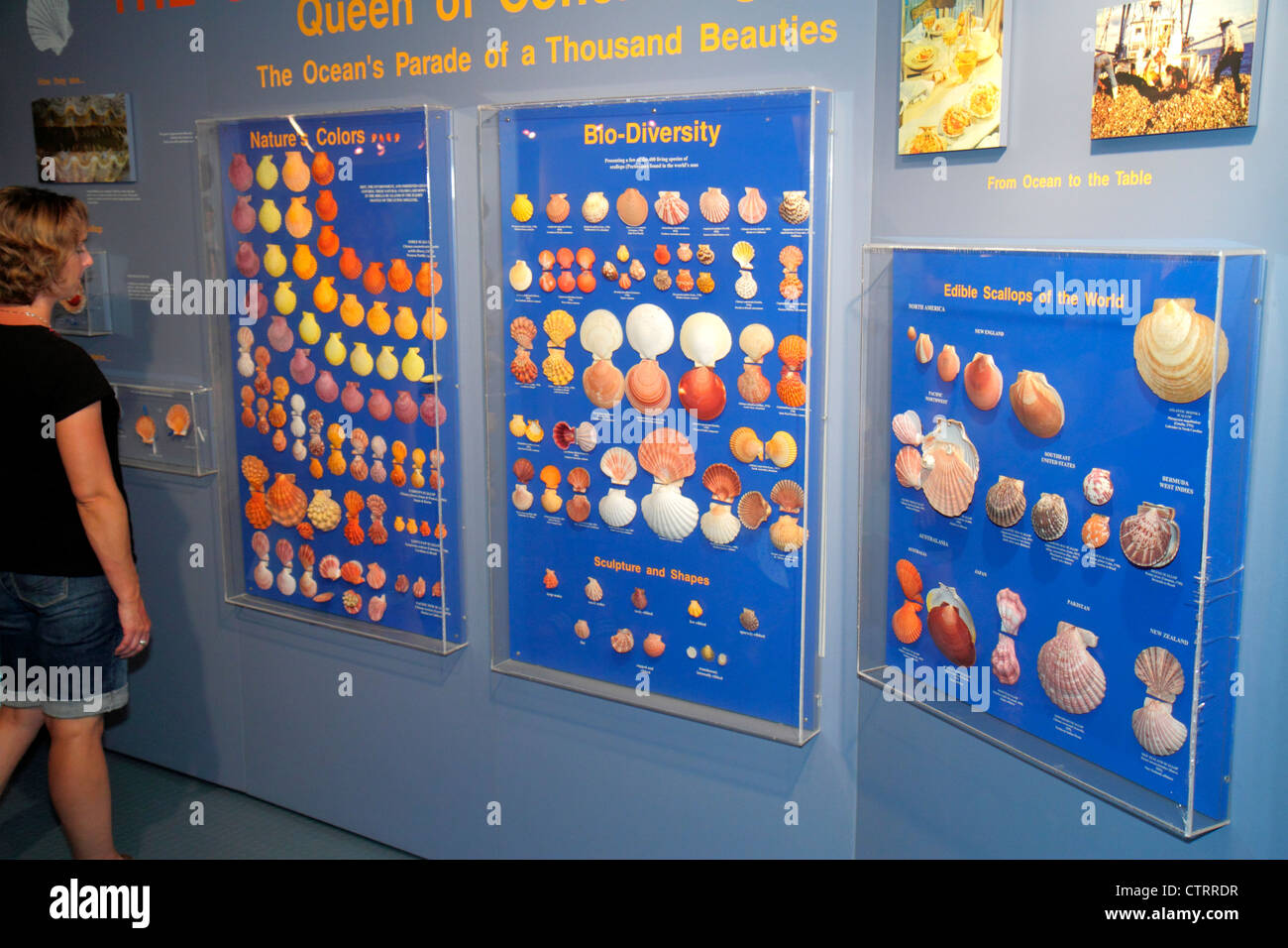 Shell collection display hi-res stock photography and images - Alamy