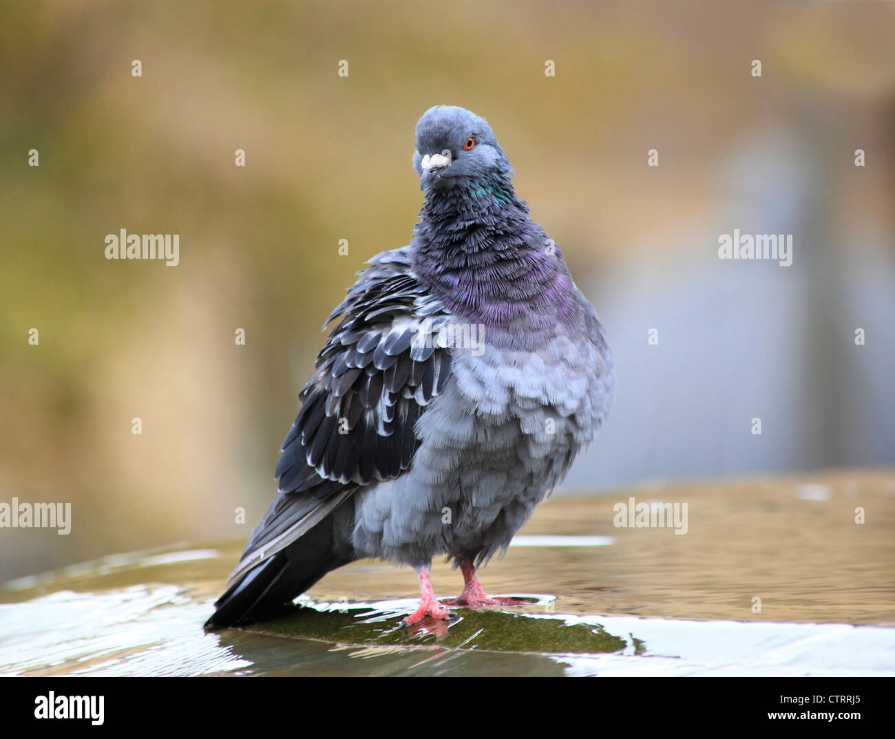 Town Pigeon in Victoria Square, Birmingham, England, Europe Stock Photo ...