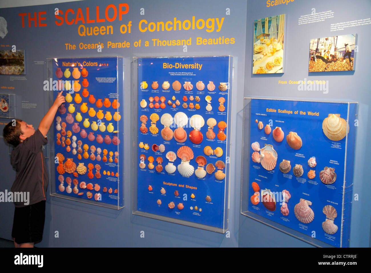 Shell collection display hi-res stock photography and images - Alamy