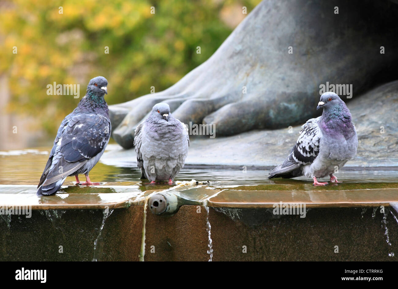 Trio of birds hi-res stock photography and images - Alamy