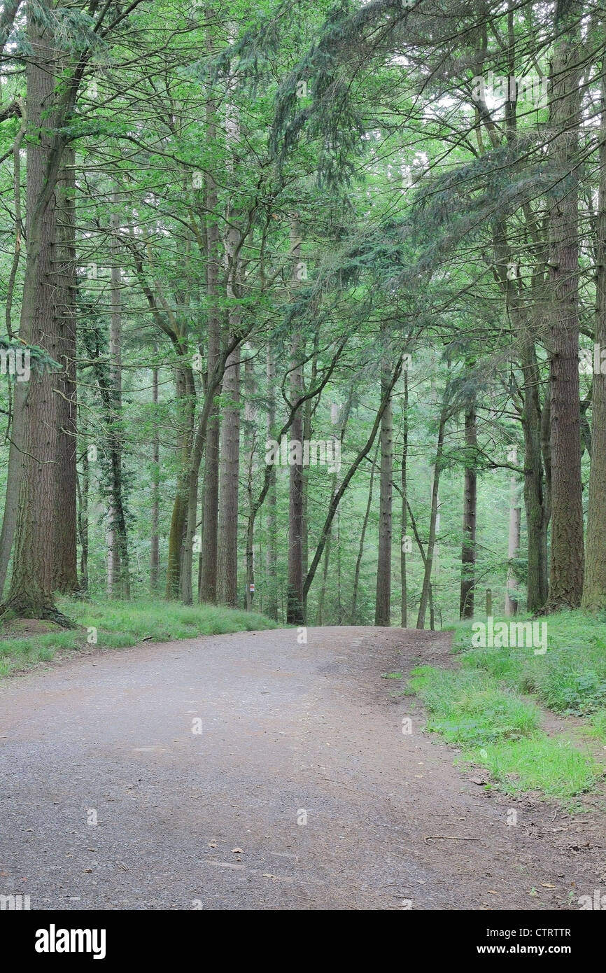 Path Leading through the Wyre Forest, Forestry Commission Site, in ...