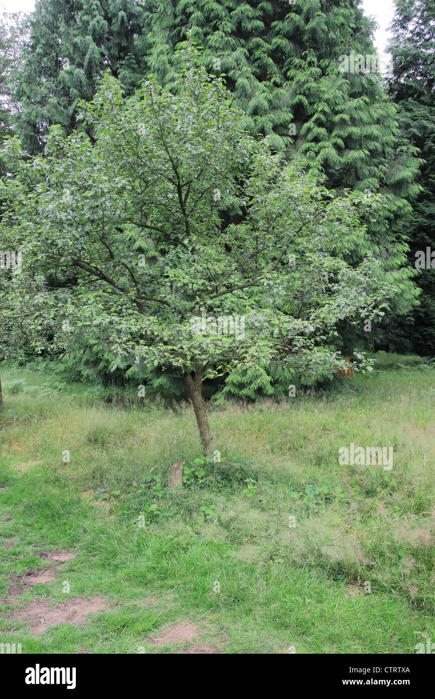 Worcester Balck Pear Tree ( Pyrus nigra ) in Wyre Forest Arboretum ...