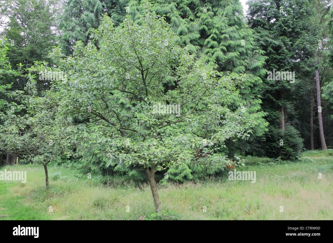 Worcester Balck Pear Tree ( Pyrus nigra ) in Wyre Forest Arboretum ...