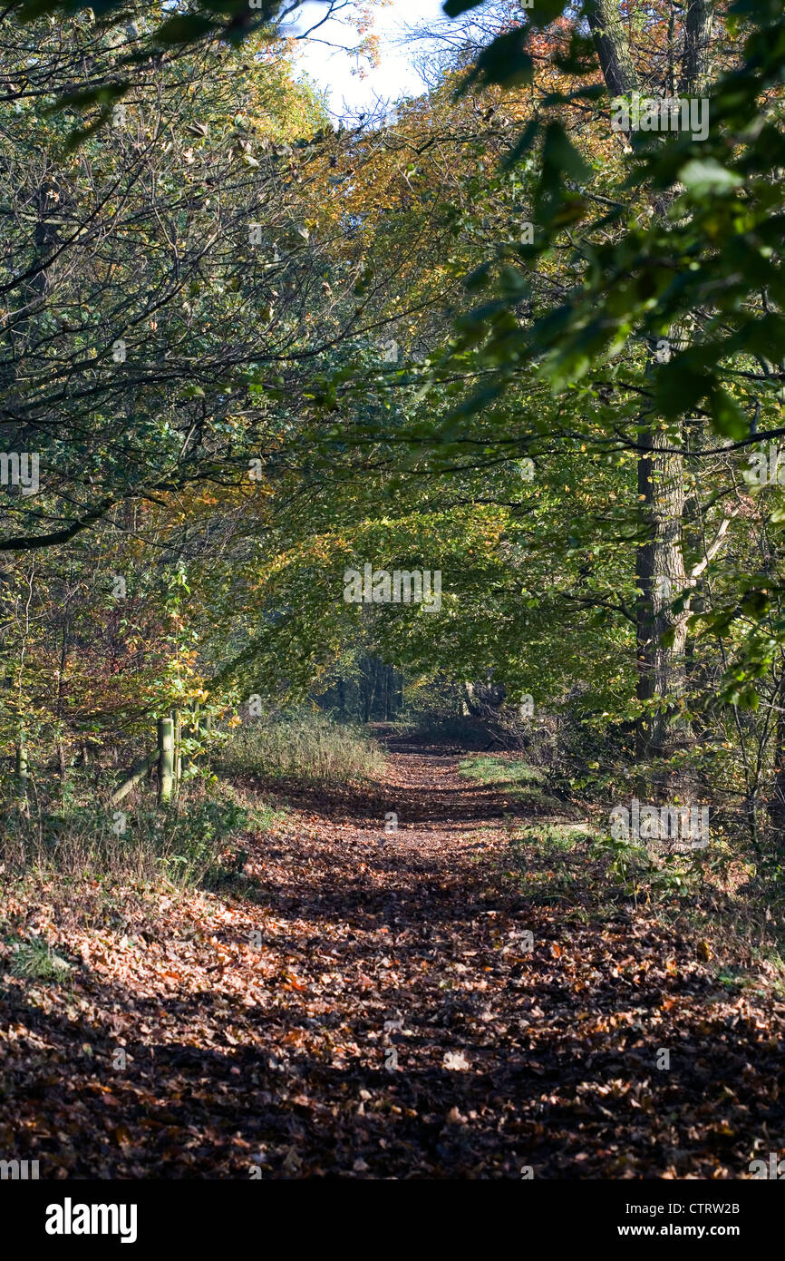 Sunlight on a footpath converted from a disused colliery tramway Autumn ...