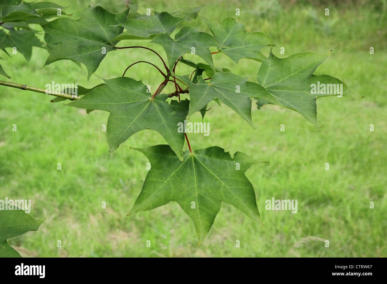 Norway Maple (Acer platanoides Stock Photo - Alamy