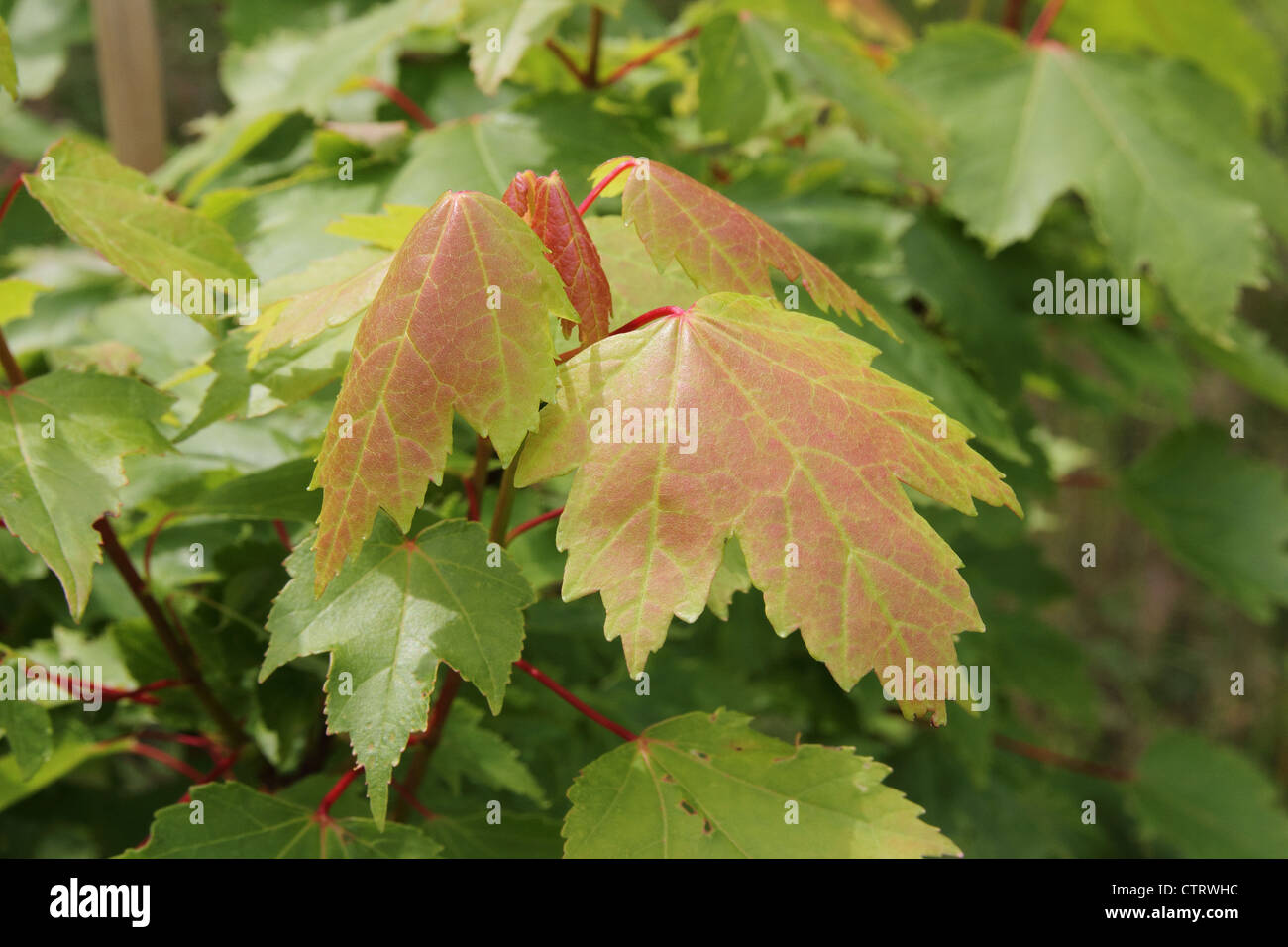Red Maple ( Acer rubrum cultivar 'Brandywine' ) in summer Stock Photo ...