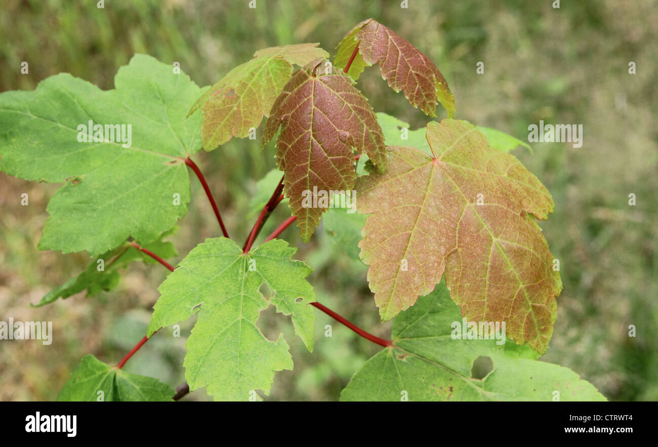 Red maple ( Acer rubrum ) Leaves in Summer Stock Photo - Alamy
