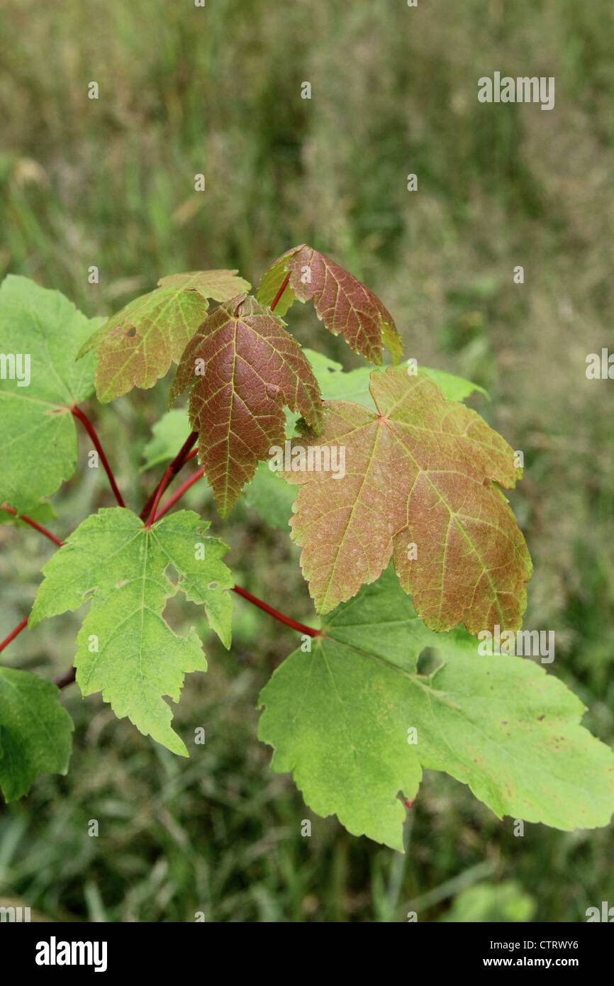 Red maple ( Acer rubrum ) Leaves in Summer Stock Photo - Alamy