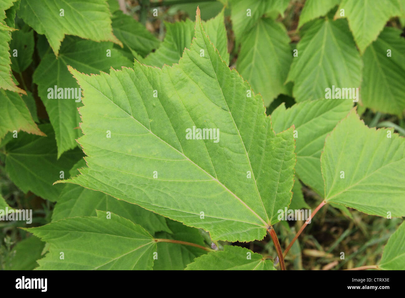 Leaves of the Snakebark Maple ( Acer rufinerve ) in Summer Stock Photo ...