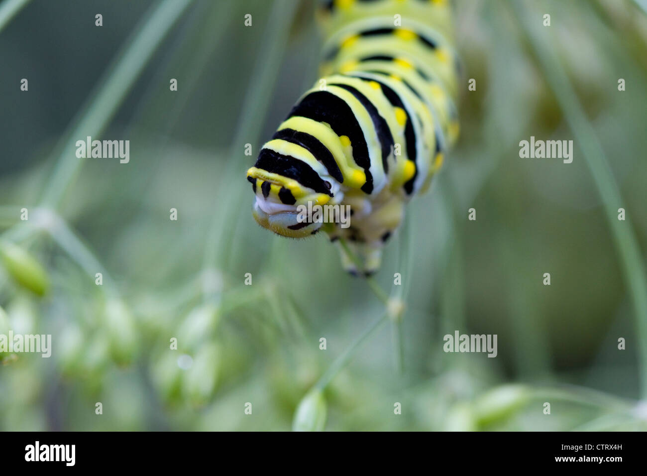 Black Swallowtail Butterfly Chrysalis