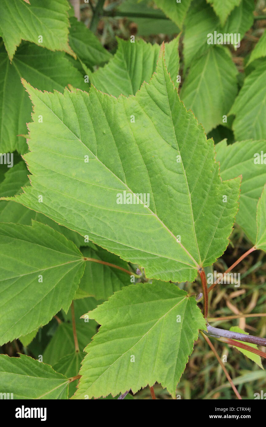 Snake Bark Maple High Resolution Stock Photography and Images - Alamy
