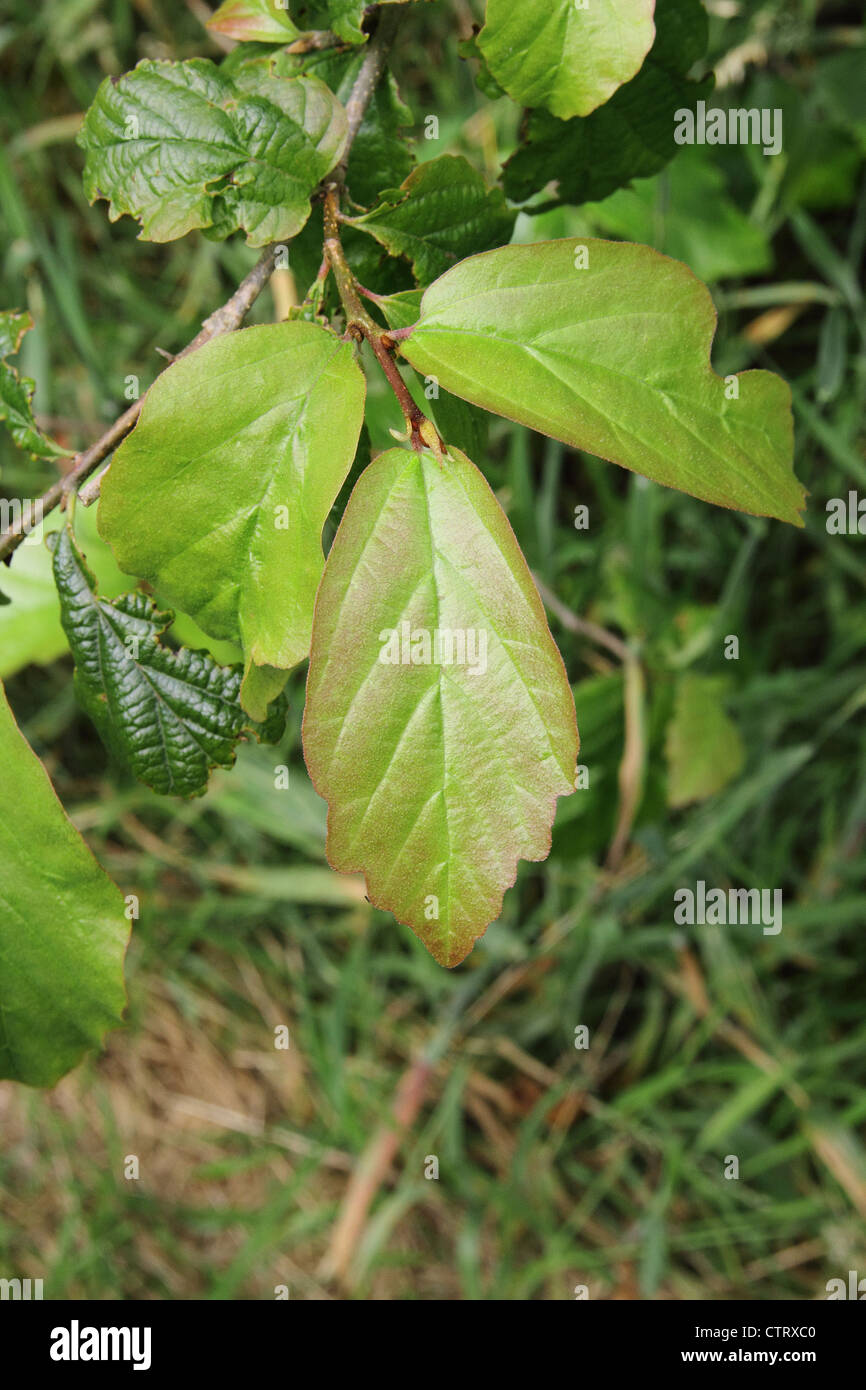 Leaves of a Persian Ironwood ( Parrotia persica ) Tree in Summer Stock ...