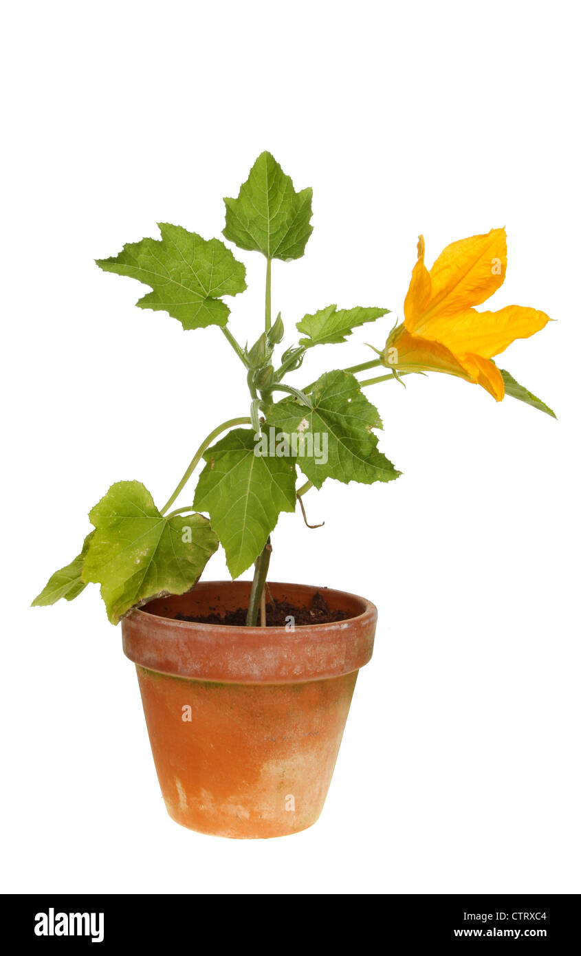 Courgette Plant High Resolution Stock Photography and Images - Alamy