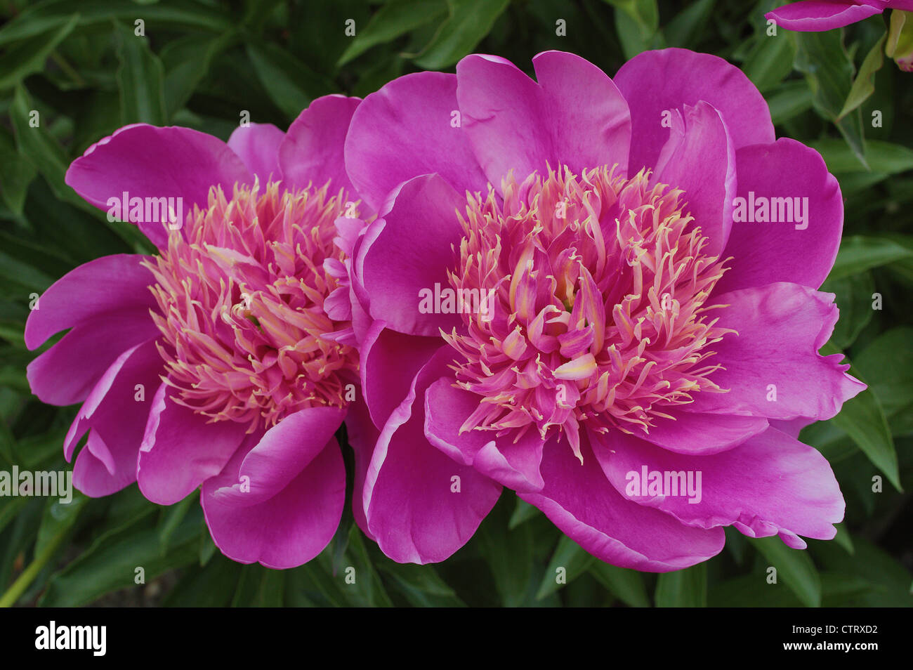 Two pink peonies hi-res stock photography and images - Alamy