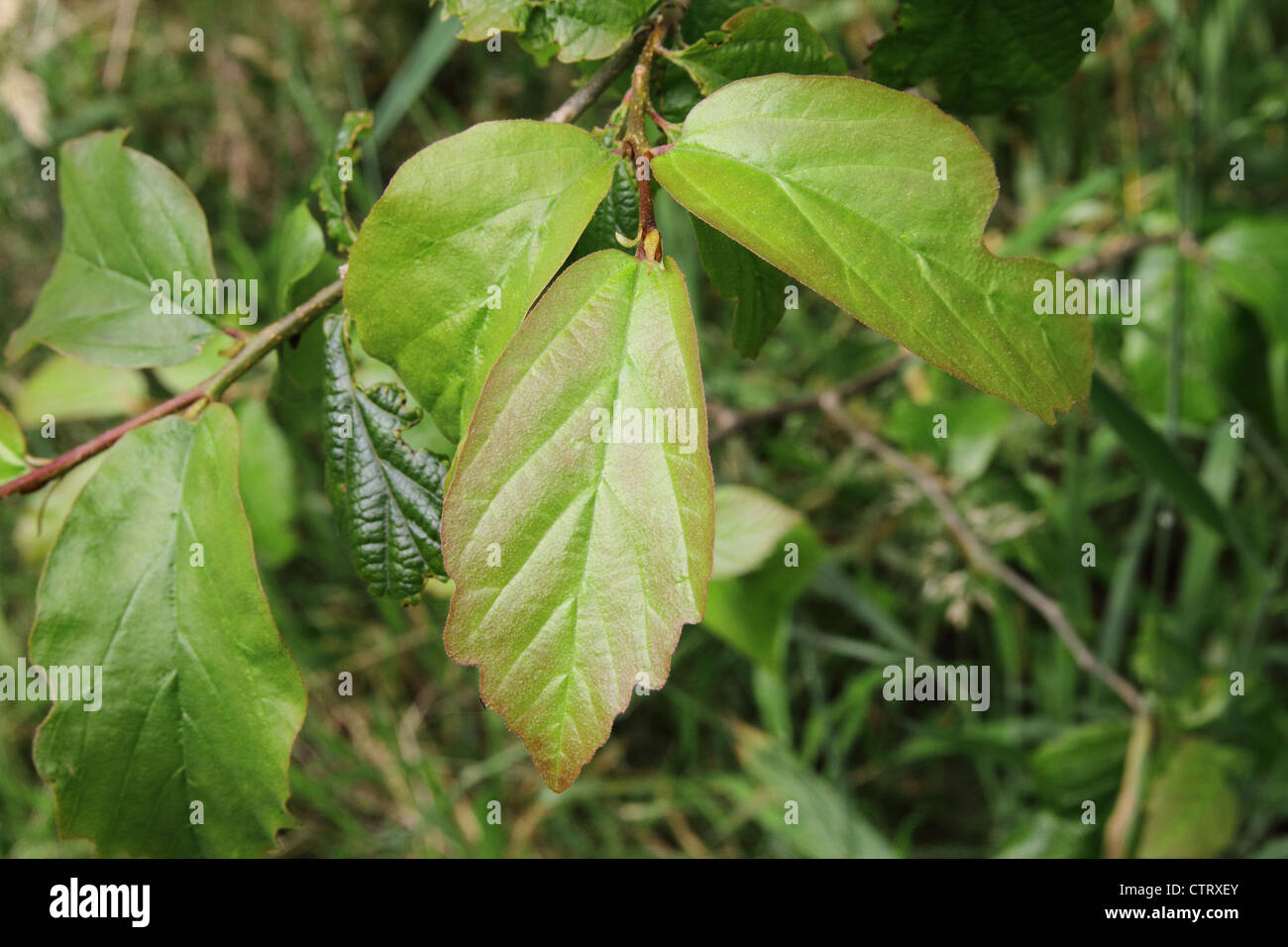 Leaves of a Persian Ironwood ( Parrotia persica ) Tree in Summer Stock ...