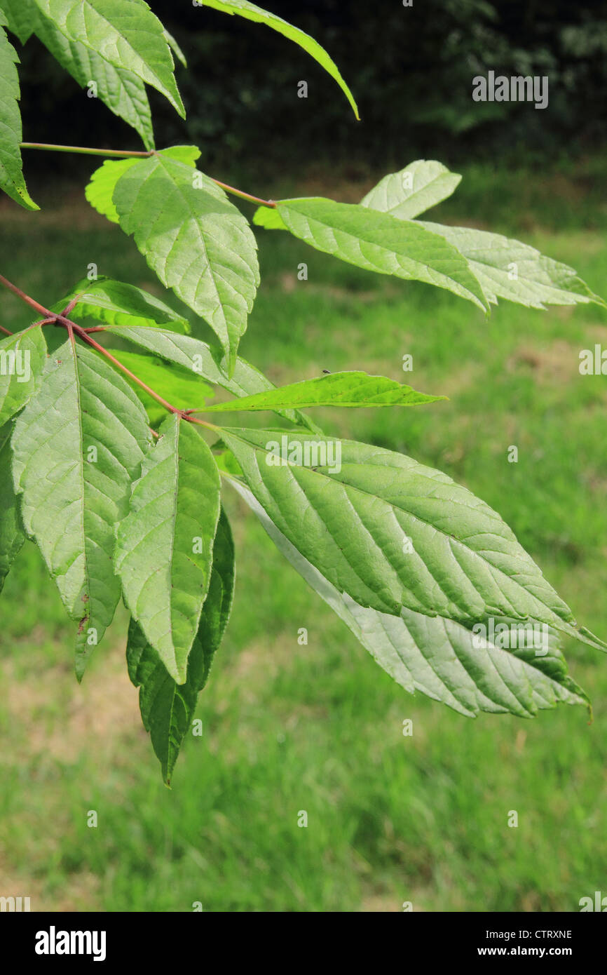 Box Elder ( Acer Negundo ) Leaves Stock Photo - Alamy