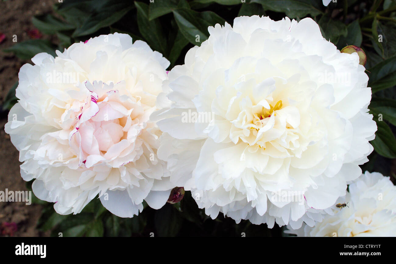 White peonies hi-res stock photography and images - Alamy