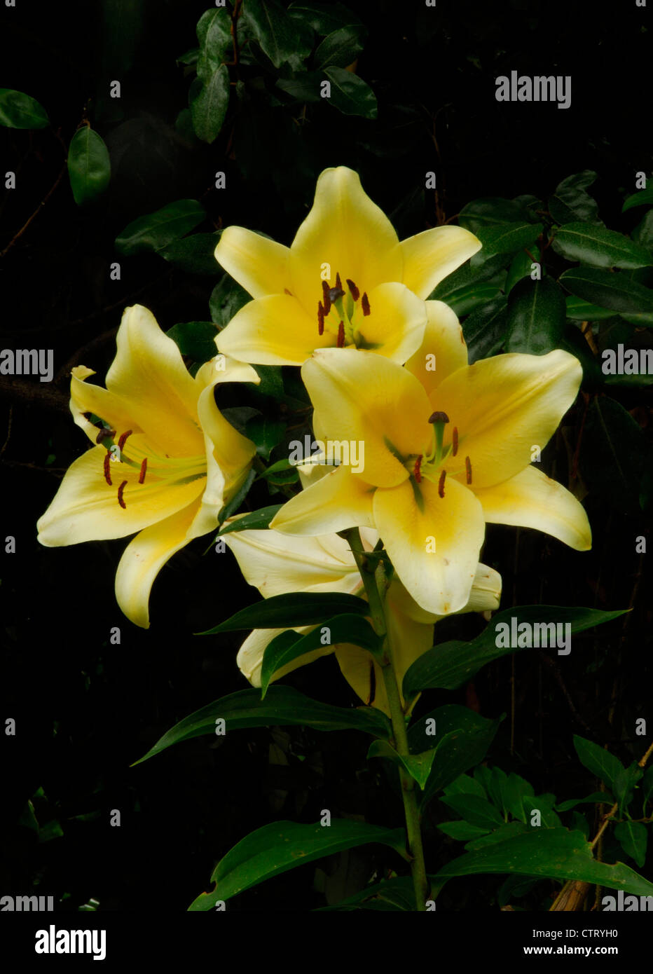 Tree lily hi-res stock photography and images - Alamy