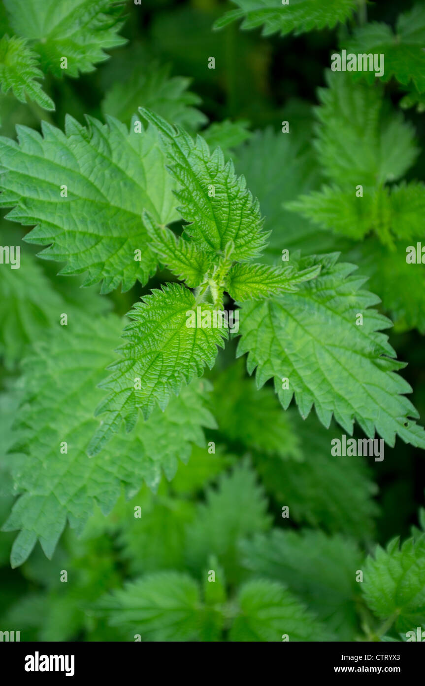 Nettle tops hi-res stock photography and images - Alamy