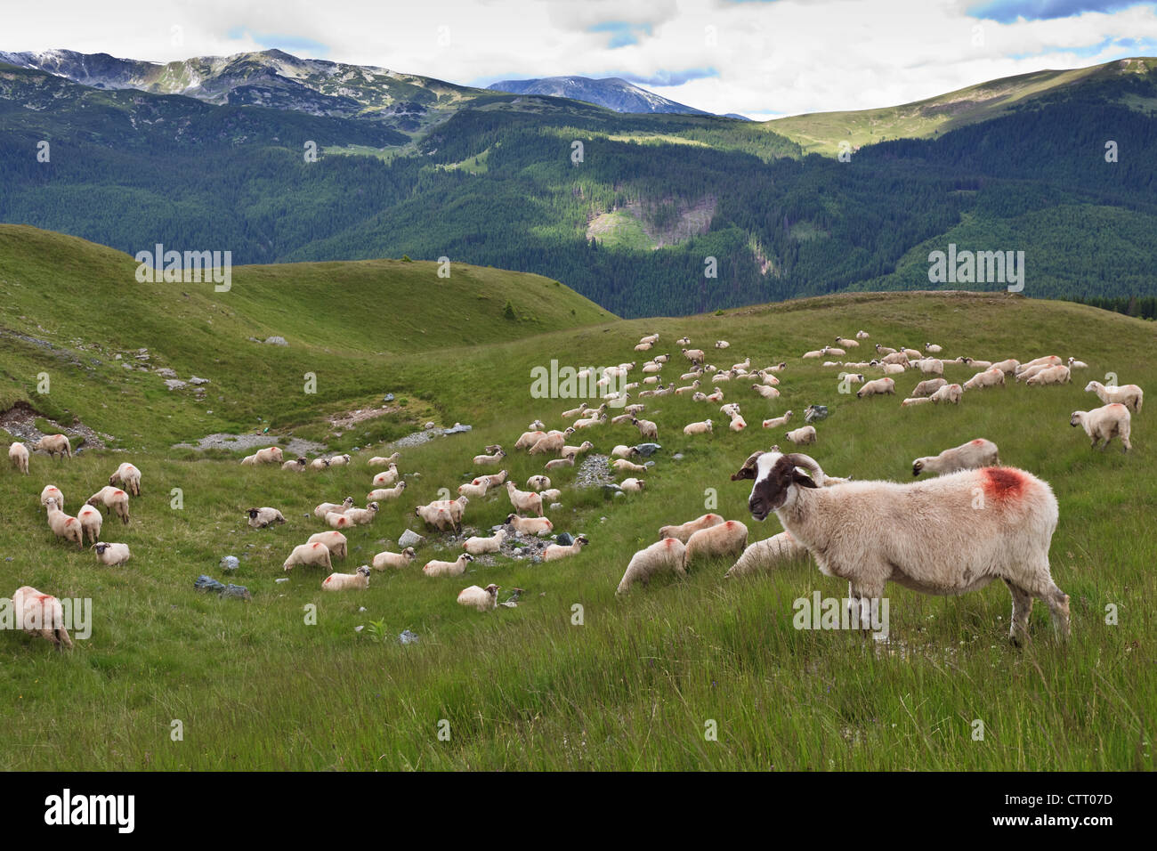 flock of sheep Stock Photo - Alamy