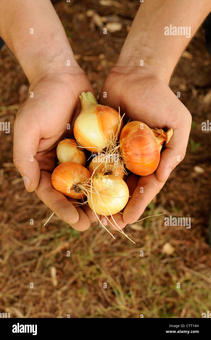 Hand holding onions hi-res stock photography and images - Alamy