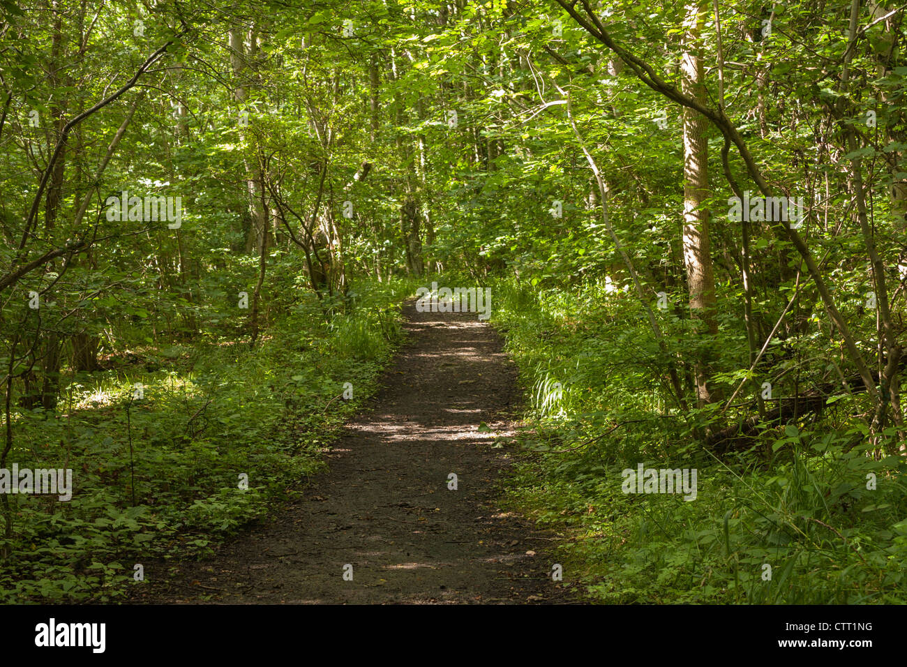 A footpath through the forest Stock Photo - Alamy