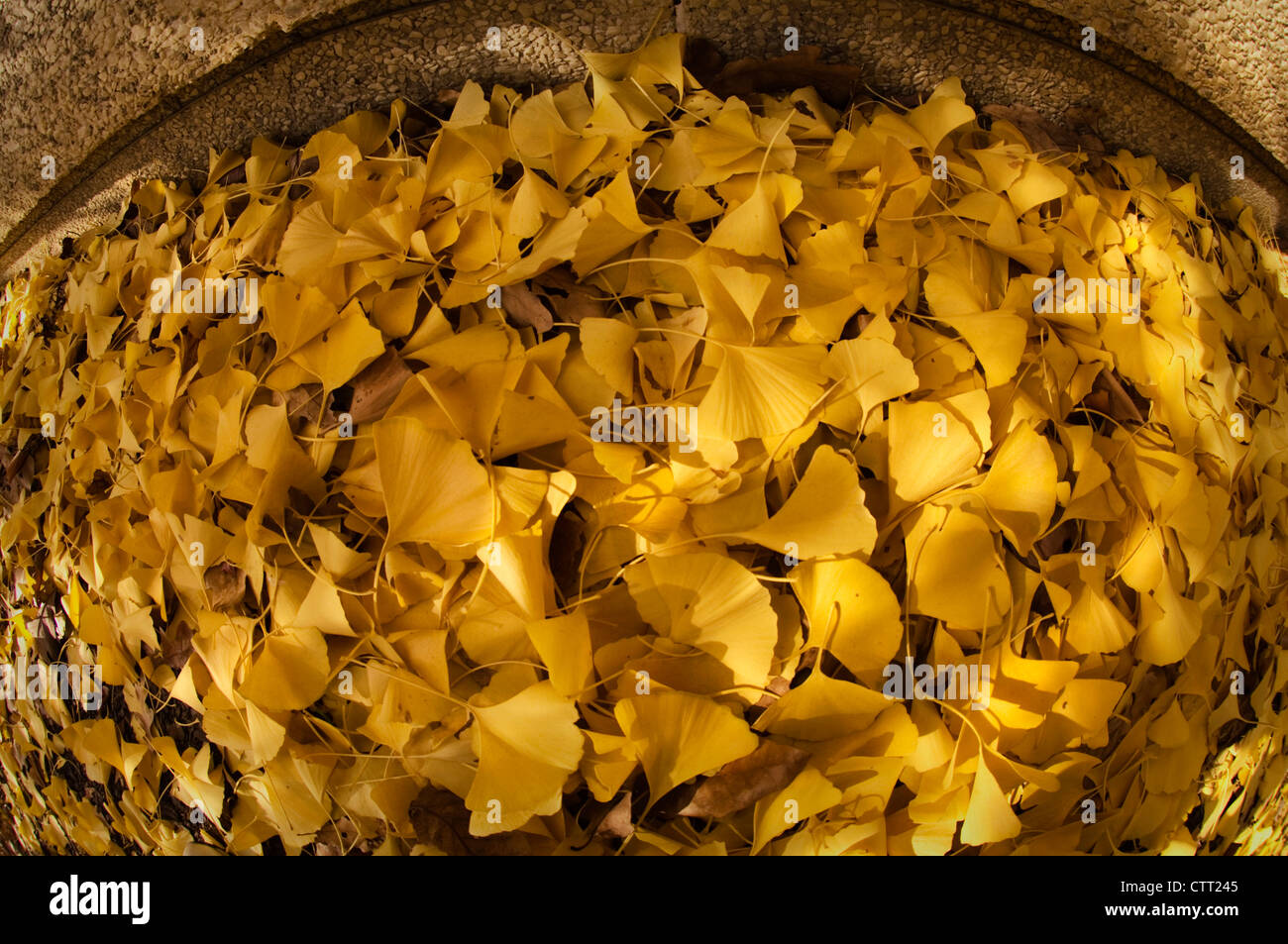Gingko biloba, Gingko, Maidenhair tree, Yellow Stock Photo - Alamy