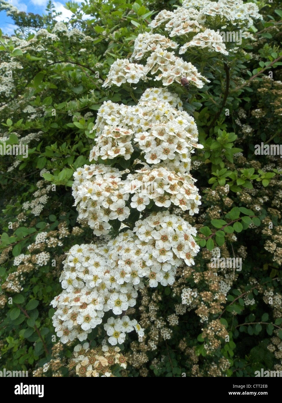 Spiraea x arguta 'Bridal Wreath' Stock Photo - Alamy