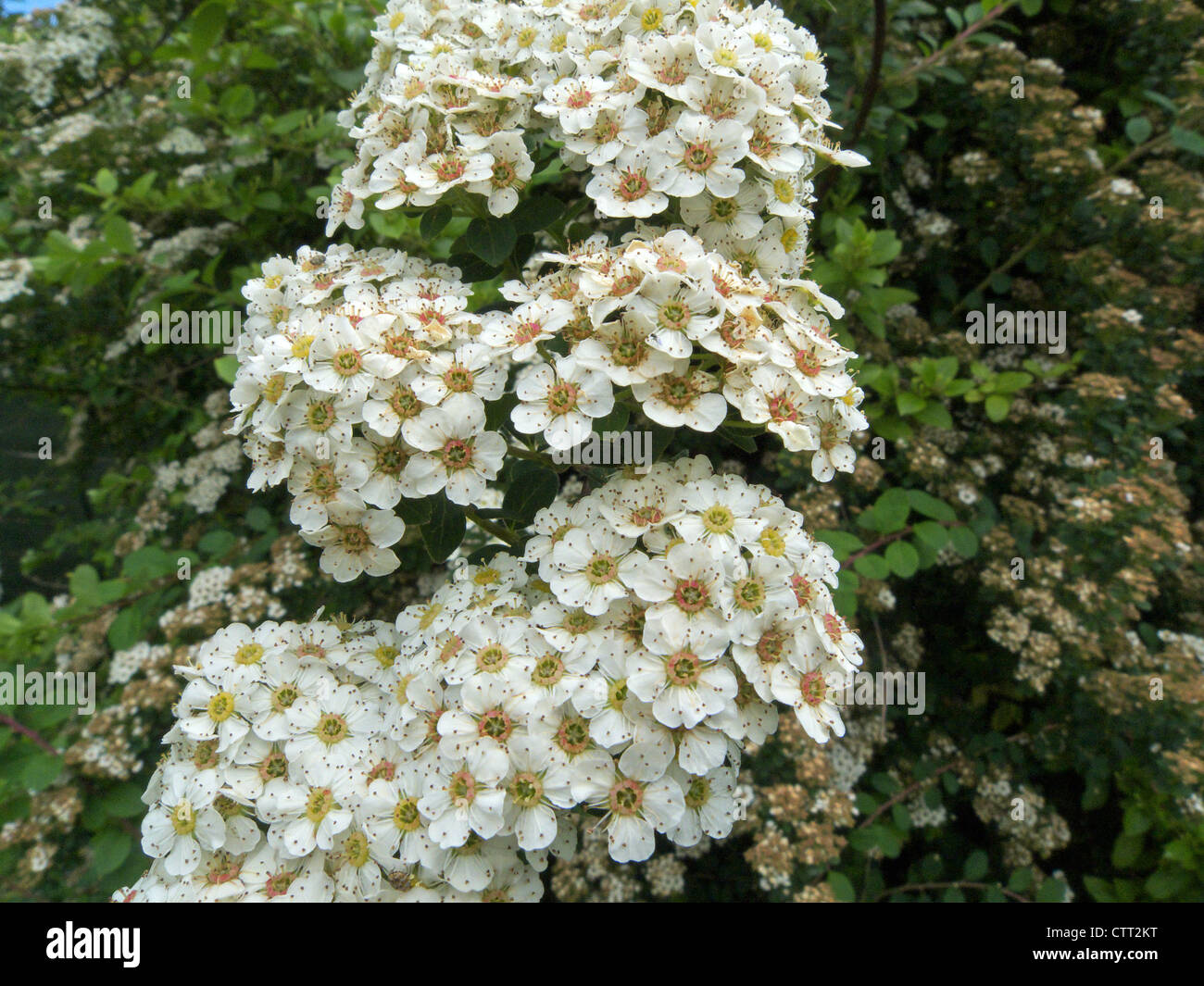 Spiraea x arguta 'Bridal Wreath' Stock Photo - Alamy