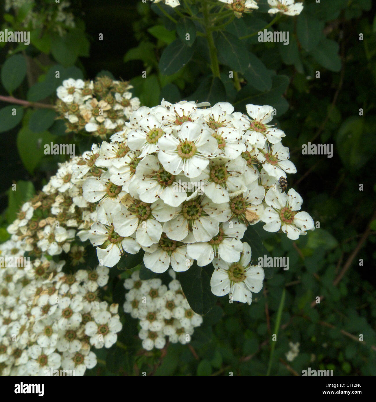 Spirea Arguta High Resolution Stock Photography and Images - Alamy