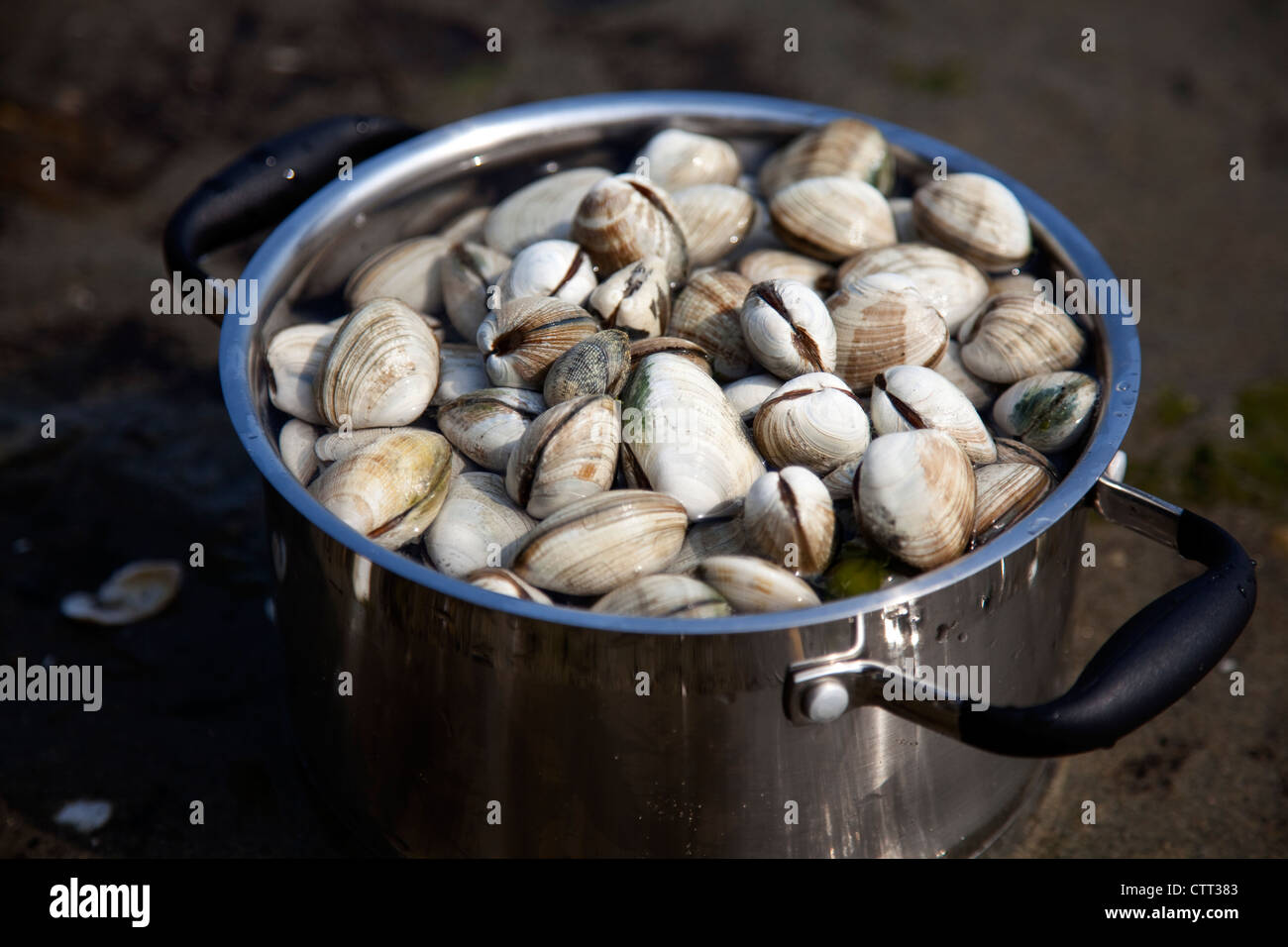 Stainless steel pot full of freshly picked clams from the Pacific Ocean ...