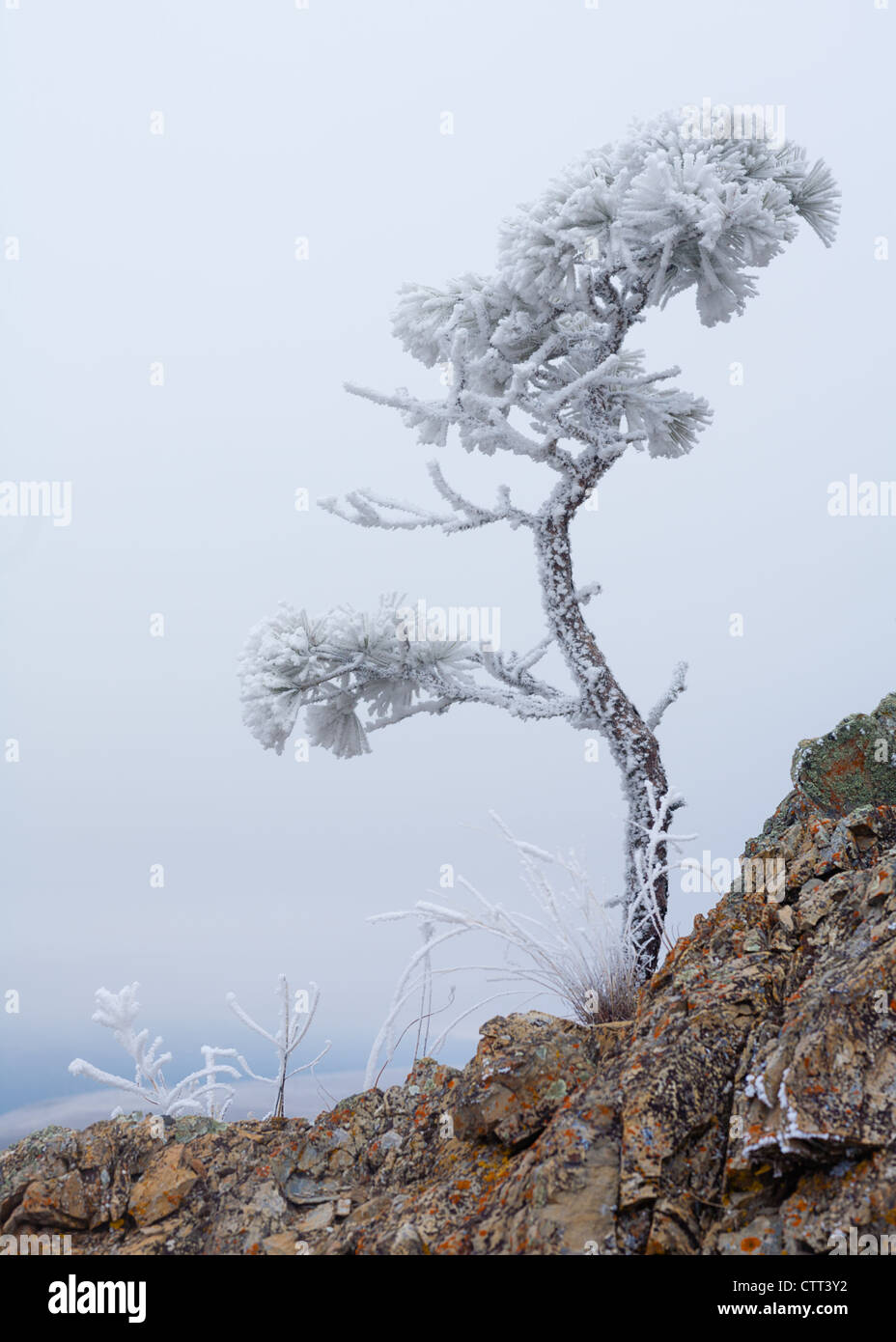 Pine sapling hi-res stock photography and images - Alamy