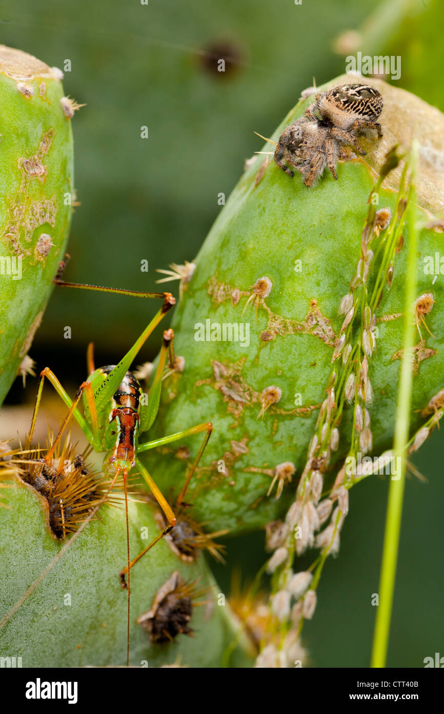 Jumping spider stalking a katydid on a prickly pear cactus Stock Photo ...
