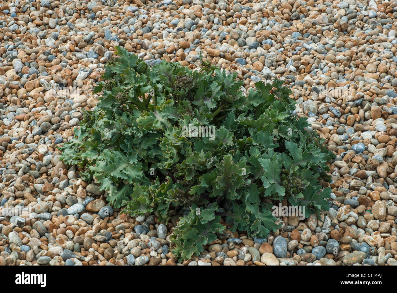 Vegetated Shingle High Resolution Stock Photography and Images - Alamy