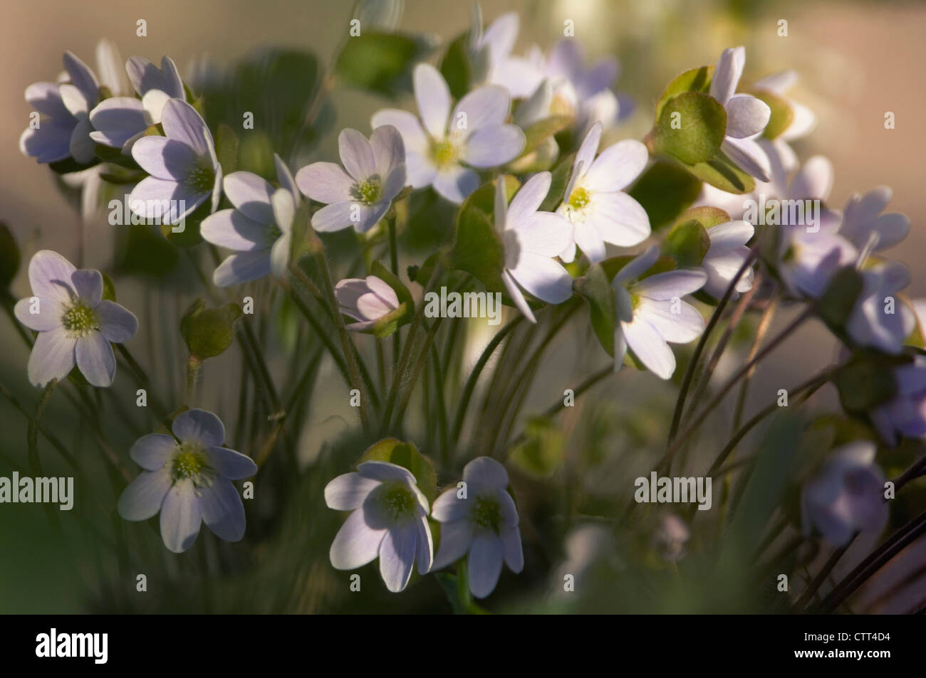 Hepatica nobilis, Hepatica, White Stock Photo - Alamy