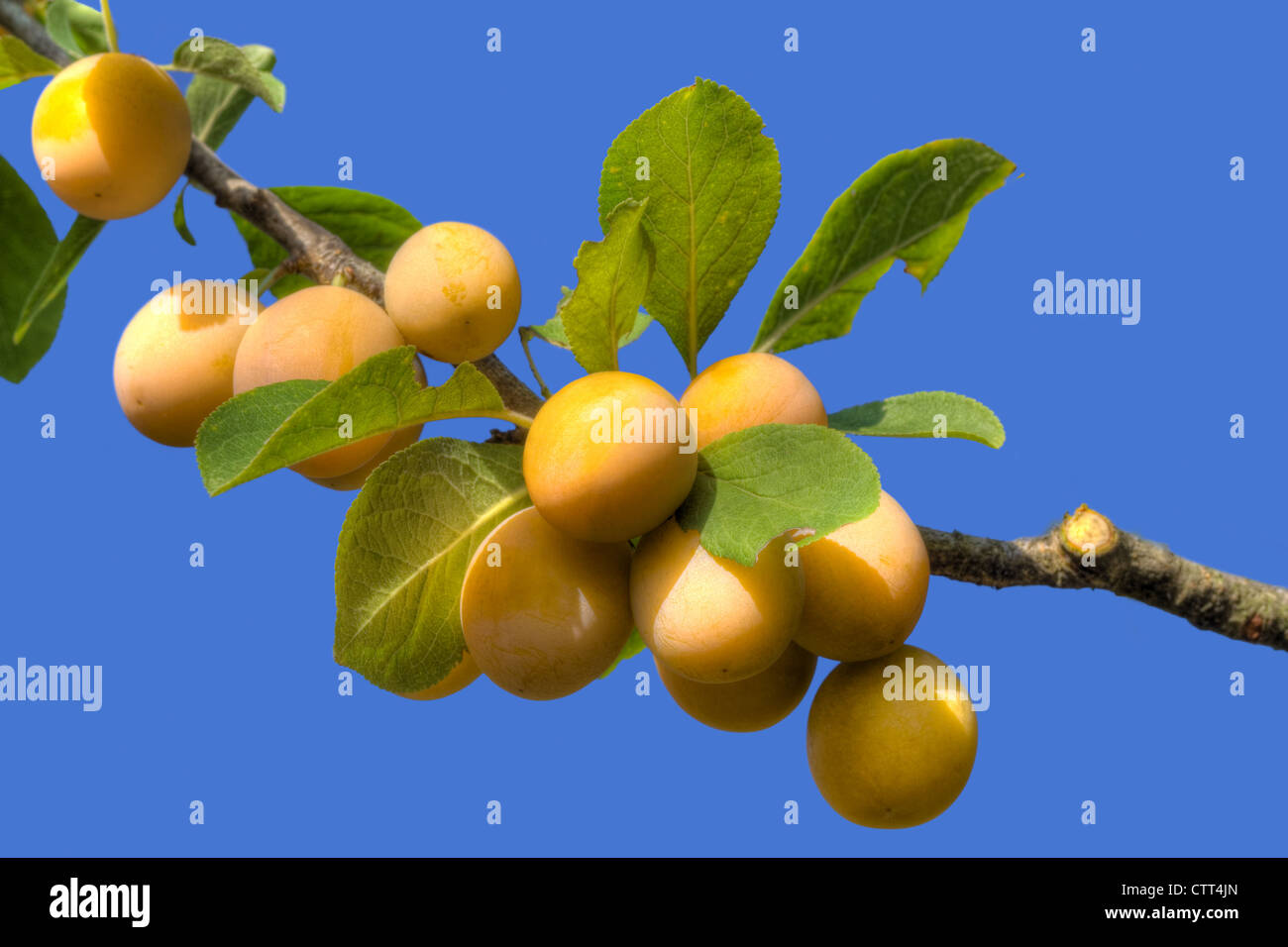Yellow plums branch hi-res stock photography and images - Alamy