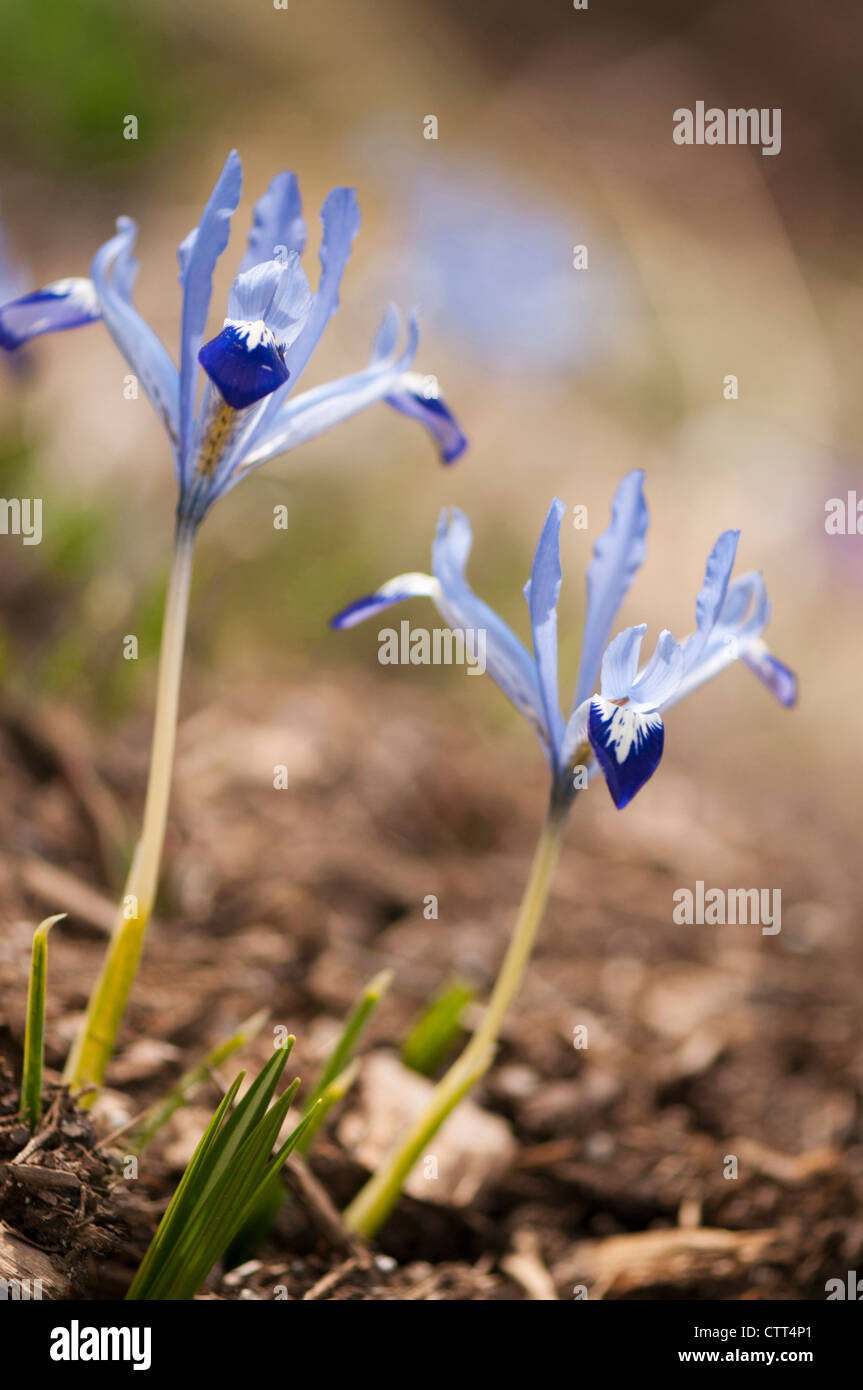 Iris reticulata cultivar, Iris, Blue Stock Photo - Alamy