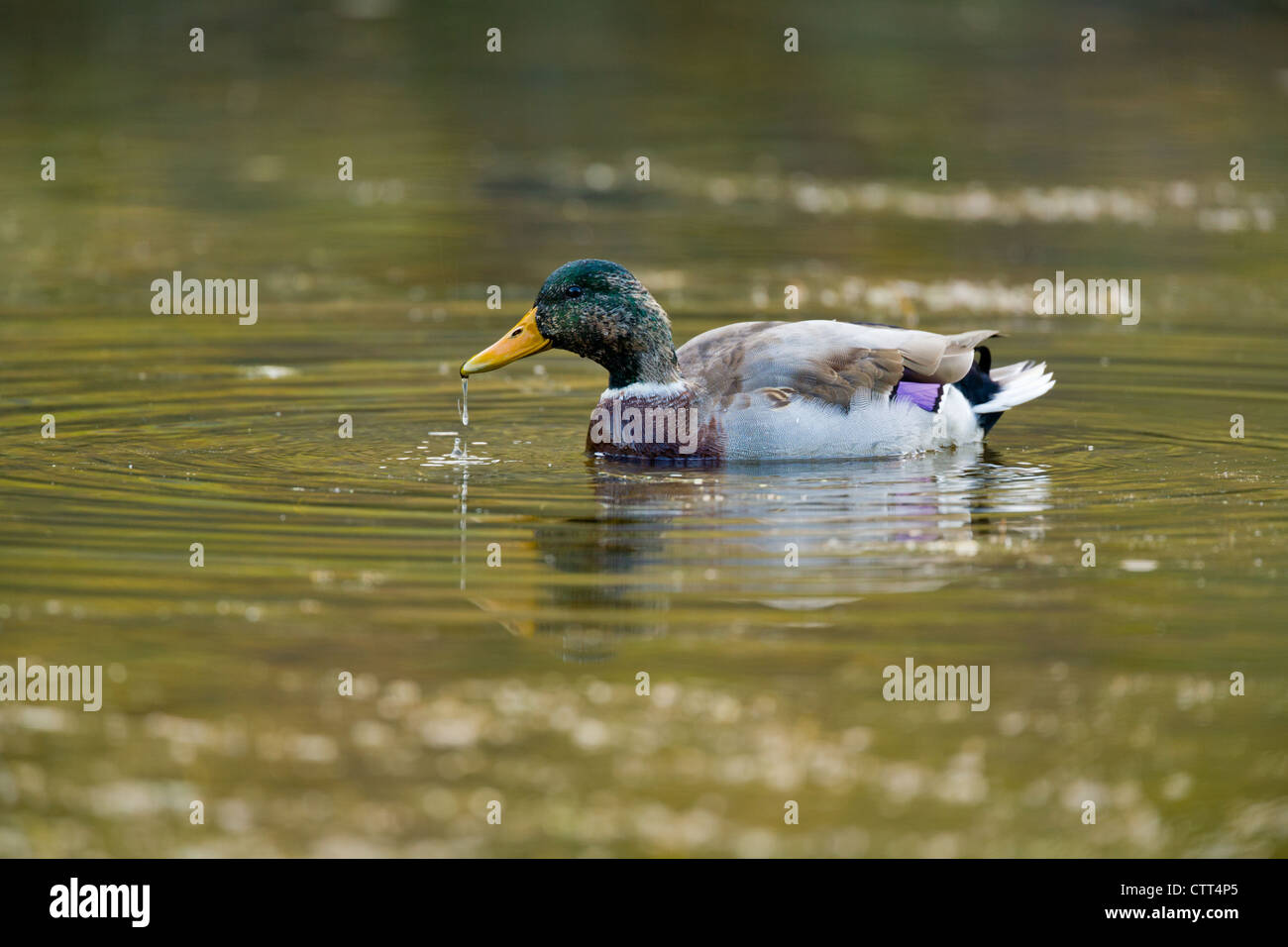 Male mallard duck feeding in hi-res stock photography and images - Alamy