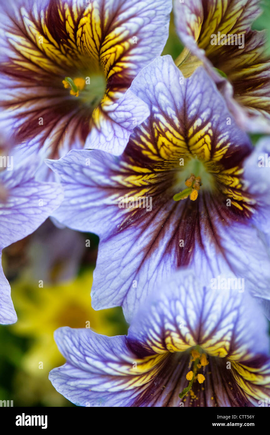 Blue trumpet flower hi-res stock photography and images - Alamy