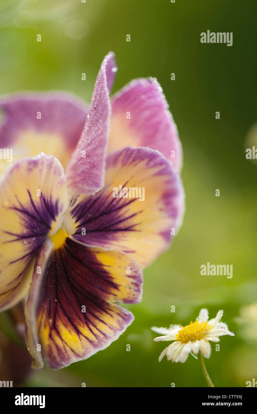 Purple viola flowers on hi-res stock photography and images - Alamy